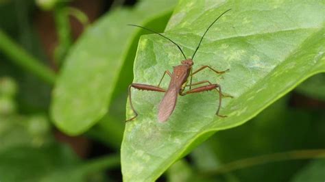 Bug Crush Videos And Hd Footage Getty Images