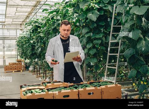 Professional Checking Of Cucumber Quality Inside A Greenhouse For