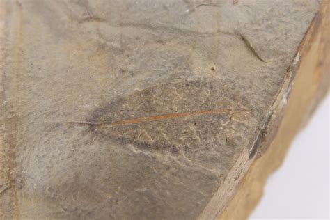 Detailed Leaf Compression Fossil Etsy Sweden