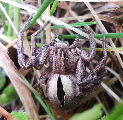 Identification Arachnide