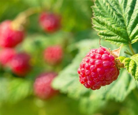 How To Get A Raspberry Plant To Fruit 3 Expert Methods Homes And Gardens
