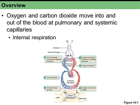 Gas Exchange And Transport Ppt Download