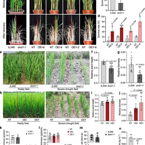 Pdf Natural Variation Of Drot1 Confers Drought Adaptation In Upland Rice