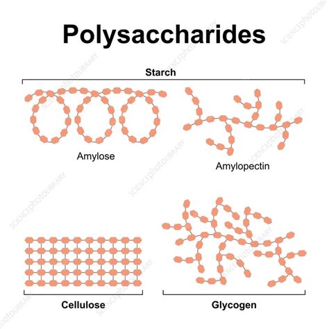 Polysaccharides Illustration Stock Image F041 9930 Science Photo Library