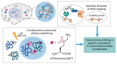 Spatiotemporal Protein Interactome Profiling Through Condensation Enhanced Photocrosslinking