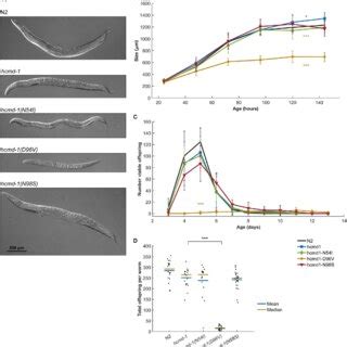 C Elegans Carrying The D96V Mutation Have Reduced Growth And Download Scientific Diagram