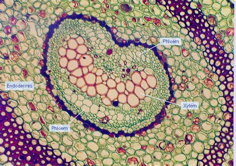 Vascular Bundle Labelled