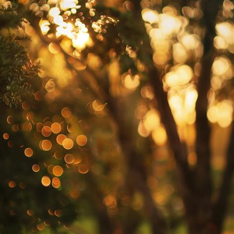 13 000 Warm Light Filtering Through Trees Pictures