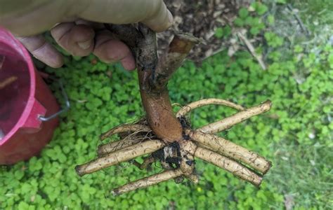 What Are Bare Root Plants Plant Addicts