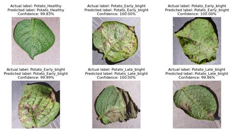 Github M Zeeshanhaiderpotato Disease Classification Using Densenet