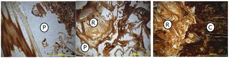 Rootlets And Ground Mass Left And Middle Before Sand Placement Download Scientific Diagram