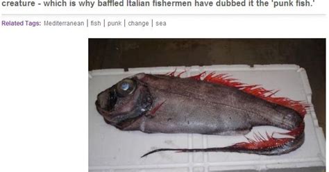 빨간 모히칸 스타일 심해 물고기 발견