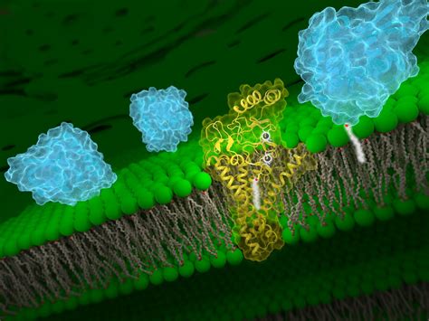 New Understanding Of The Human Immune System Sciworthy