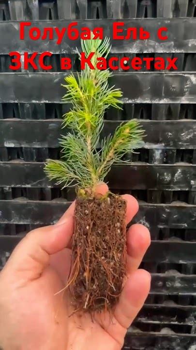 Голубая Ель в кассетах сеянцы с ЗКС на Доращивание с Закрытой Корневой Системой саженцы