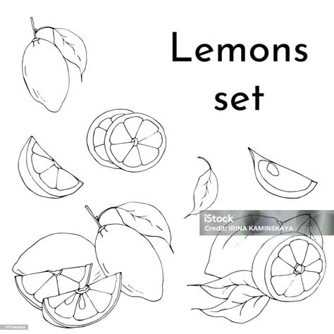 잎 레몬 조각 흑백 윤곽 잉크 그리기 벡터 그림과 레몬 세트 0명에 대한 스톡 벡터 아트 및 기타 이미지 0명 감귤류 과일 개체 그룹 Istock