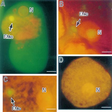 Ad Acridine Orange Staining Of Trophozoites A B Live Trophozoites
