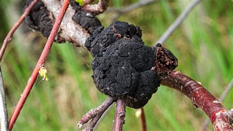 Black Knot Fungus And How To Treat It Croft Tree Experts