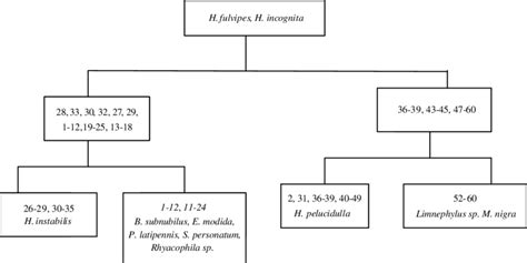 Twinspan Dendrogram Clusters Of Taxa Comments In Text Download