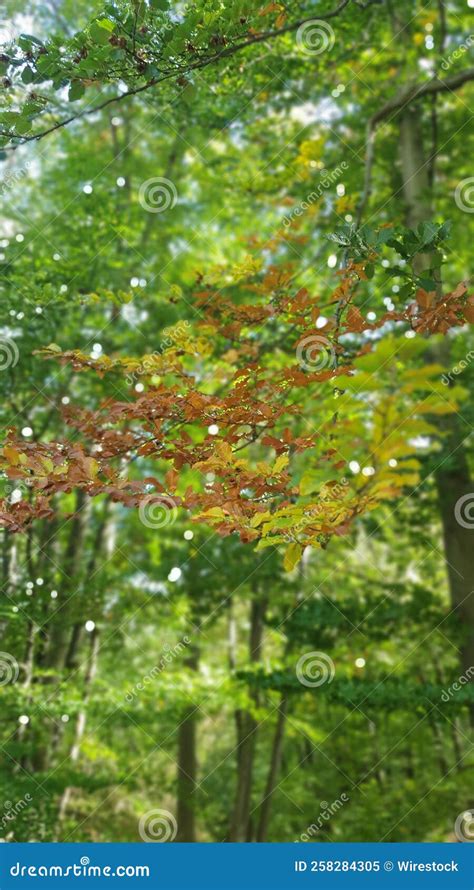 Vertical Of Tree Leaves In Autumn Colors Stock Image Image Of Forest Fall 258284305