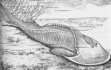 Ostracoderm Alchetron The Free Social Encyclopedia