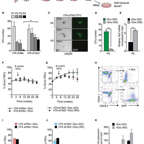 Generation Of Inducible And Reversible Tet2 Knockdown Mice A Download Scientific Diagram