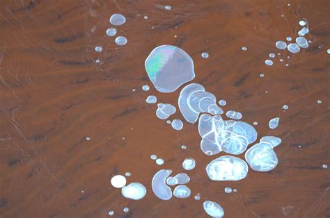 Ice Water Winter Free Photo On Pixabay Pixabay