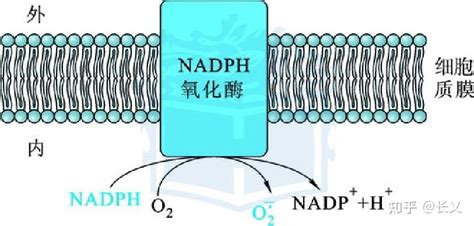 磷酸戊糖途径（ppp） 知乎