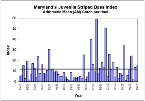 Survey Finds Healthy Striped Bass Reproduction In Maryland Portion