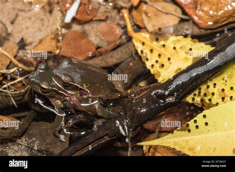 Leaf Green Tree Frog Pair In Amplexus Stock Photo Alamy