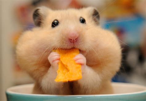 [100 ] Hamster Meme Wallpapers