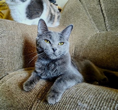 Липецк Ищем самые добрые ручки для самых милых котиков и кошечек