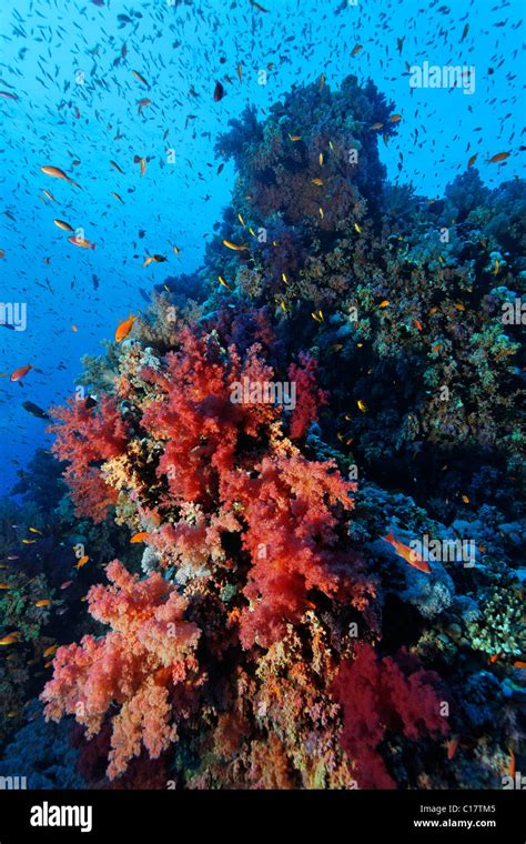 Coral Reef With Different Red Soft Corals And Fairy Basselets