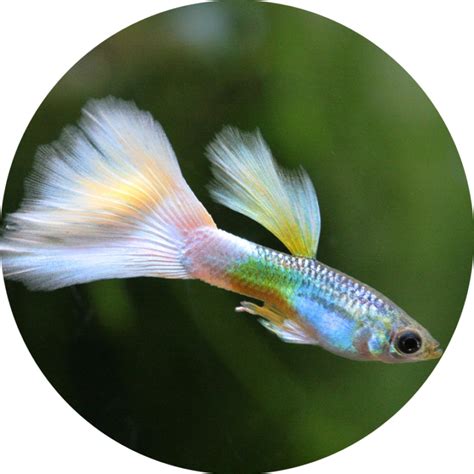 Le Guppy Tout Savoir Sur Ce Poisson Coloré Et Vif Poisson Passion