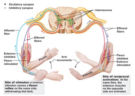 Chapter 7 Nervous System Flashcards Quizlet