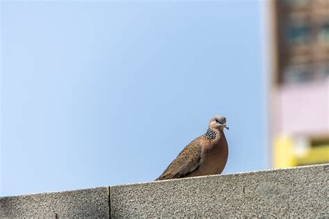Looks Handsome Kelvin Wu Flickr