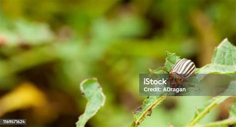나뭇잎을 먹는 콜로라도 감자 딱정벌레 텍스트의 공간을 복사합니다 0명에 대한 스톡 사진 및 기타 이미지 0명 곤충 농업 Istock