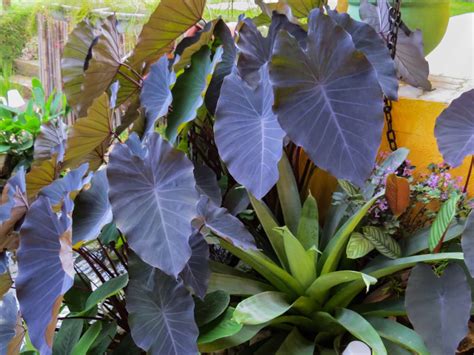 Black Leaf Plants Uk