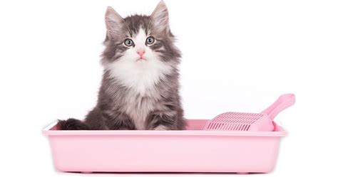 Приучение котенка к туалету - kisa.su