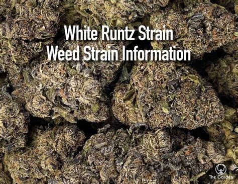White Runtz Strain Weed Strain Information