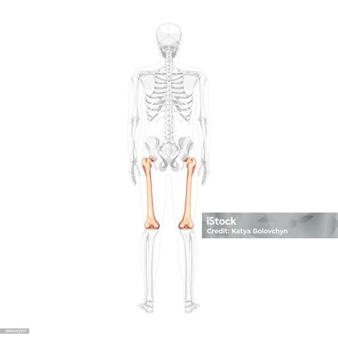 골격 대퇴골 허벅지 뼈 부분적으로 투명한 뼈 위치를 가진 인간의 등받이보기 3d 사실적인 평면 자연 색상 개념 세트 흰색 배경에 고립 된 해부학의 벡터 일러스트 레이 션 0
