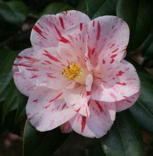 跡見群芳譜 樹木譜 ハルノウテナ