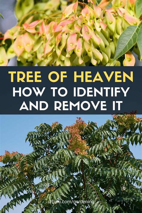 How To Identify Tree Of Heaven At Leonard Gagliano Blog