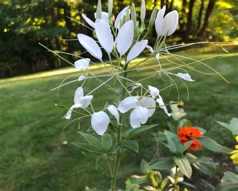 Choosing Fertilizer For My Spider Flower
