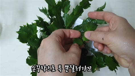삐짝 마른 게발가재발선인장 수경재배로 번식해서 풍성하게 키워봐유~ Youtube