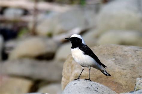 対馬さいじ記 対馬の野鳥たち32