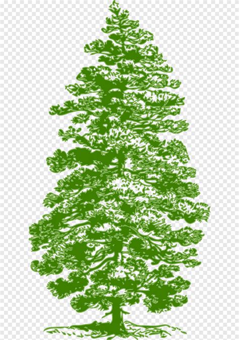 Eastern White Pine Fir Tree Leaf Branch Png PNGEgg