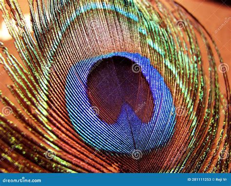 Detailed Closeup Of Colorful Peacock Feather Stock Image Image Of Branch Wood 281111253