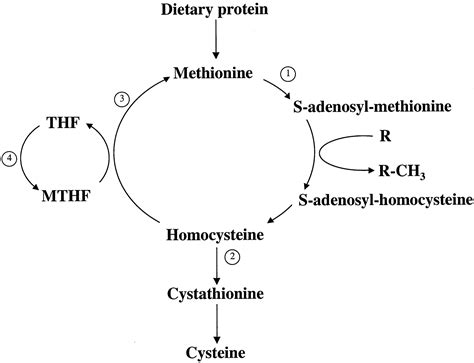 Methionine Homocysteine