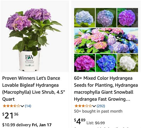 Plant Faqs Hydrangea Macrophylla