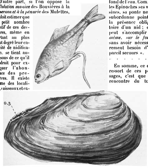 La Bouvière — Sa Ponte En Aquarium Persée